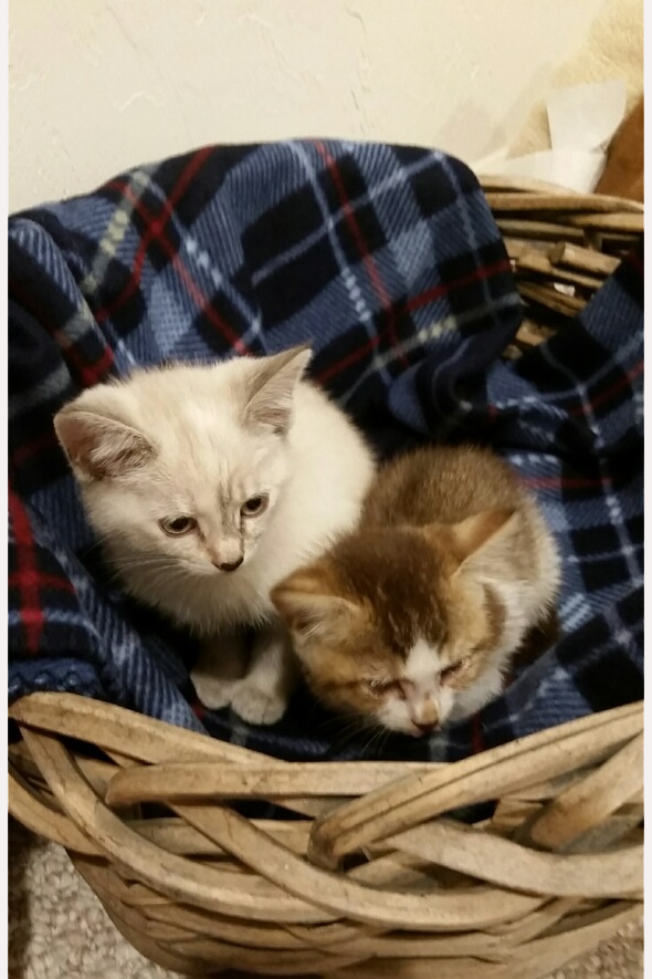 PAWS Animal Hospital - Home